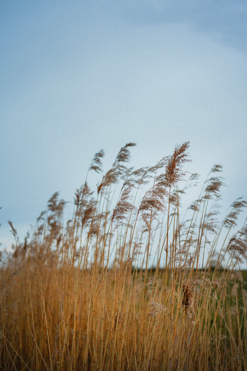 Mezina - Naturlig kosttilskud skabt til livets forandringer